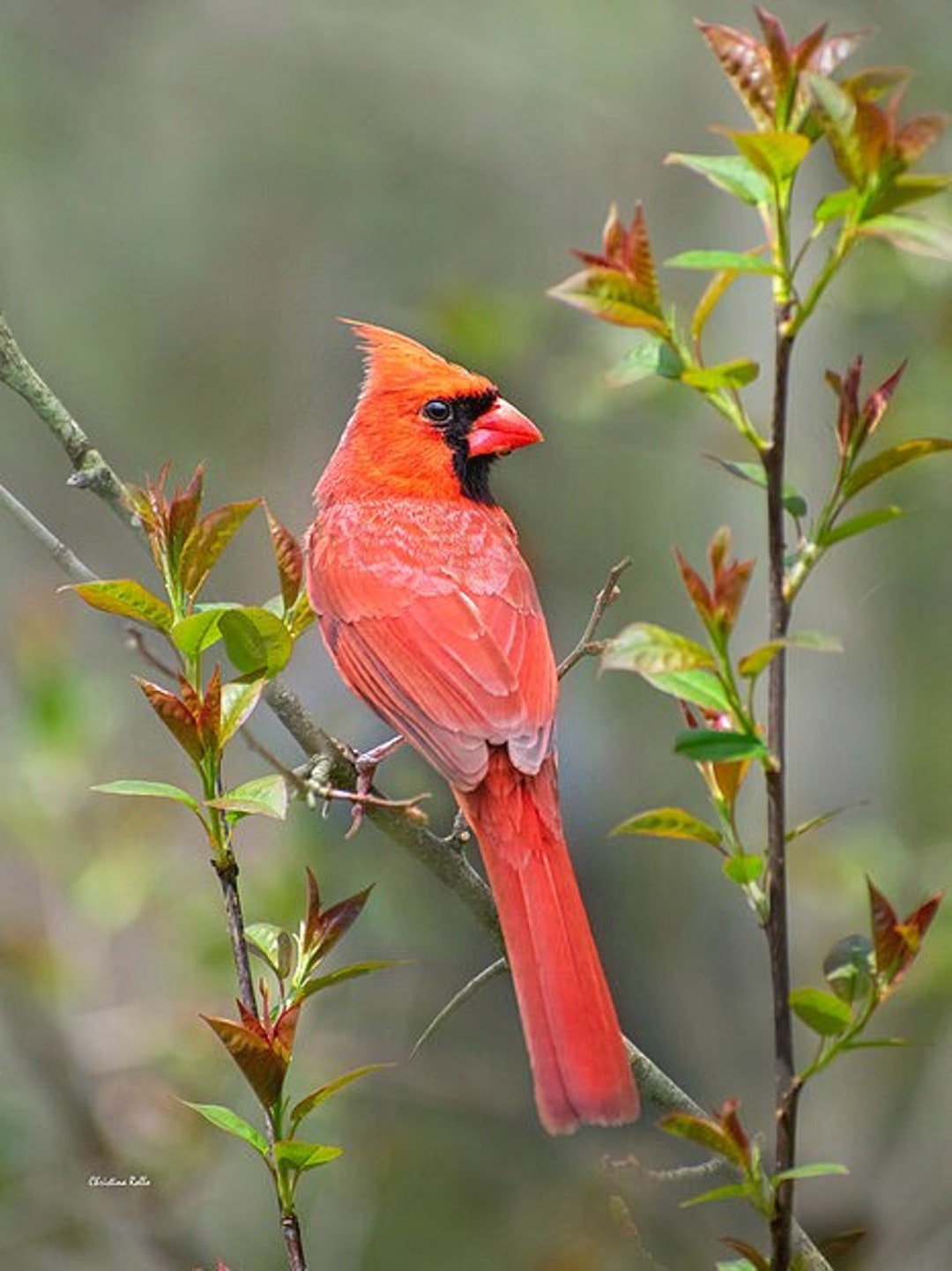 Bird Pictures Northern Cardinal Nature Photography, Cardinal Bird Fine ...