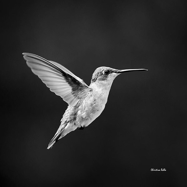 Black And White Birds Photography