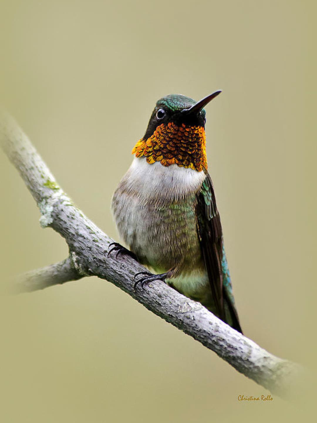 Hummingbird Portrait Bird Art Photography Print, Hummingbird Print ...