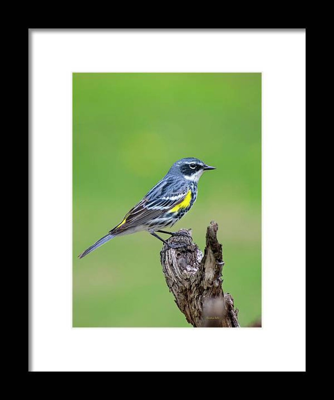 Yellow Rumped Warbler Bird Print: Fine Art Nature Photography, Wildlife ...