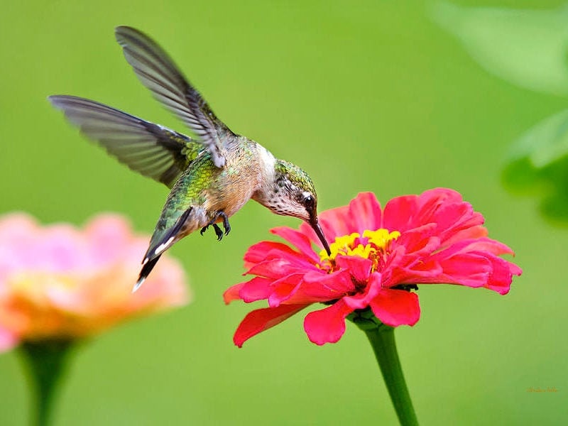 Colorful Bird Photography