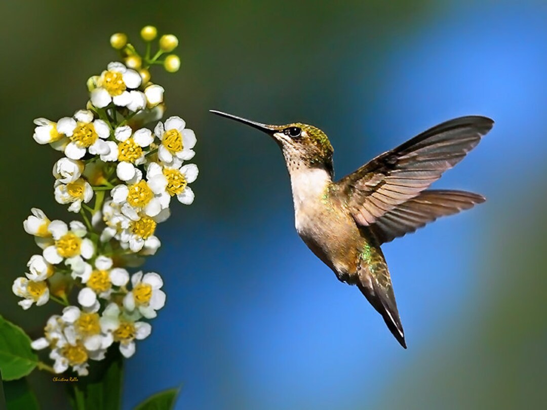 Hummingbird Photo Print Bird Photography, Hummingbird Fine Art ...