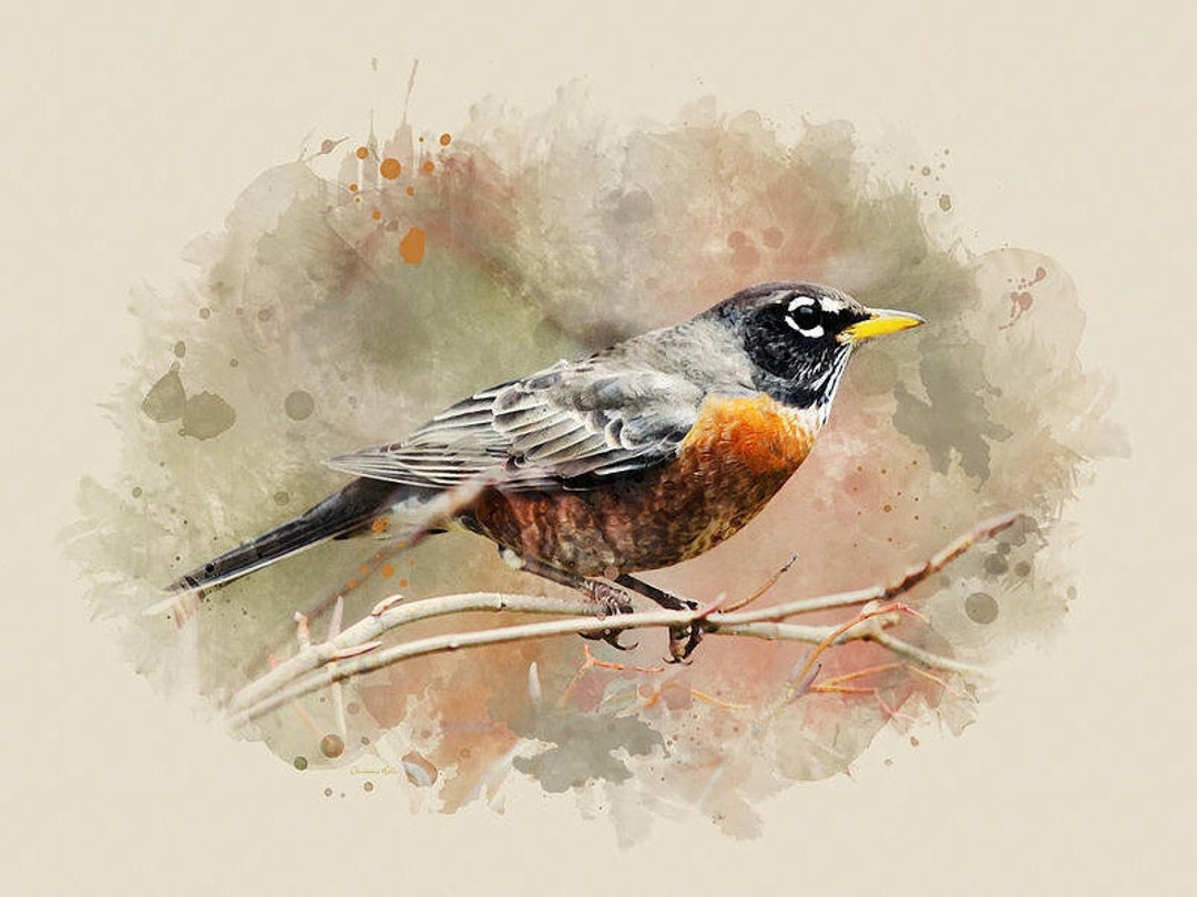 American Robin Bird Art Wildlife Print, Fine Art Prints Nature ...