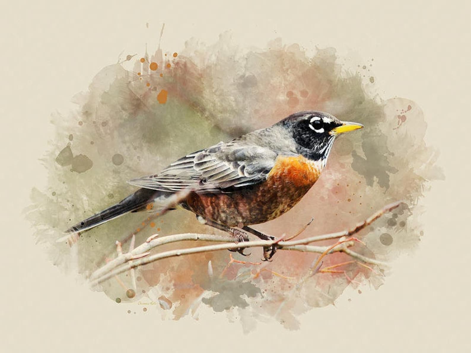American Robin Bird Art Wildlife Print Fine Art Prints Nature - Etsy