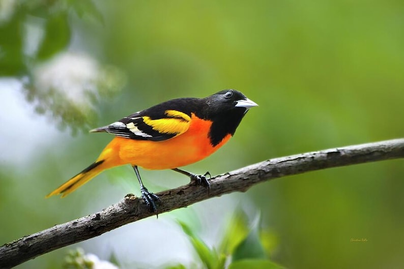 Baltimore Oriole Bird Photography Print: Colorful Wildlife Photo ...