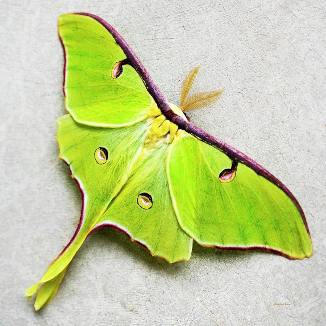 Luna Moth Macro Photography Print: Vibrant Green Insect, Nature Wall ...