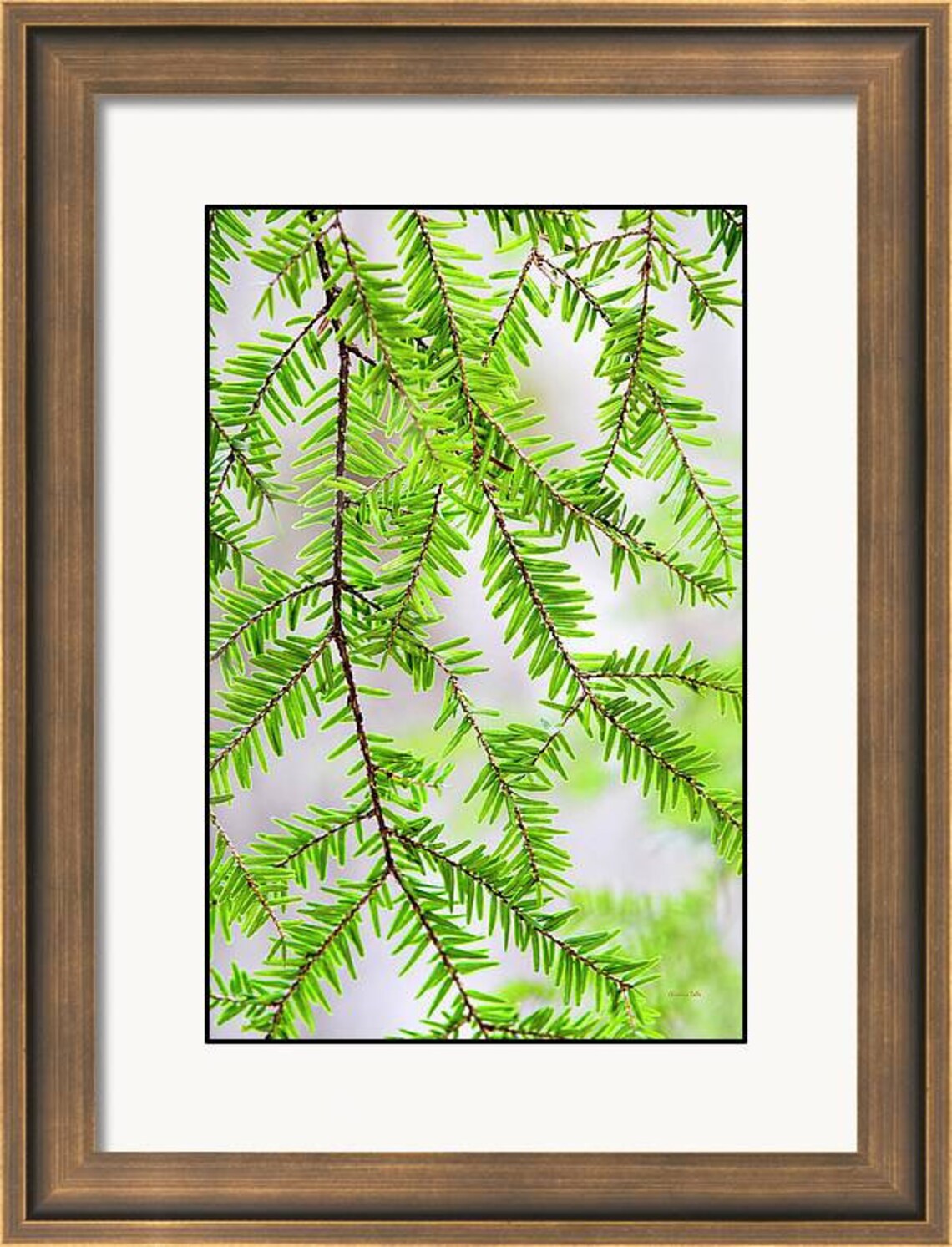 Evergreen Tree Nature Photography Print Green Wall Art - Etsy