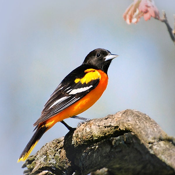 Bird Photography Baltimore Oriole Fine Art Photography Print, Bird Art ...