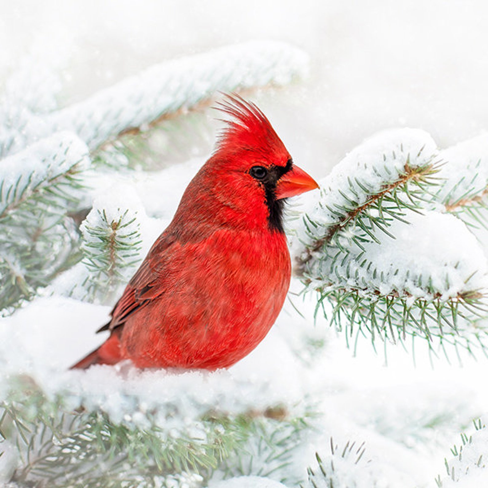 Winter Cardinal Northern Cardinal Bird Pictures, Fine Art Photography ...