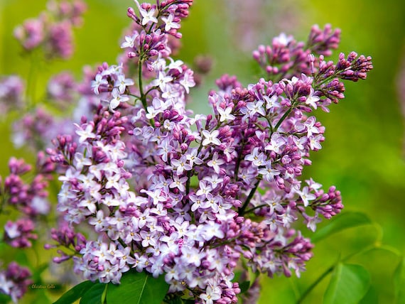Lilac Flower Prints Nature Photography Wall Art Flower | Etsy