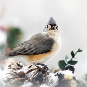 Winter Titmouse Bird Print Winter Bird Photography Prints, Animal Print ...