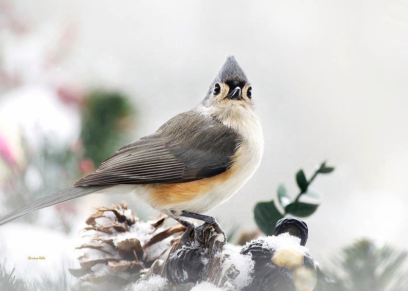 Winter Titmouse Bird Print Winter Bird Photography Prints, Animal Print ...