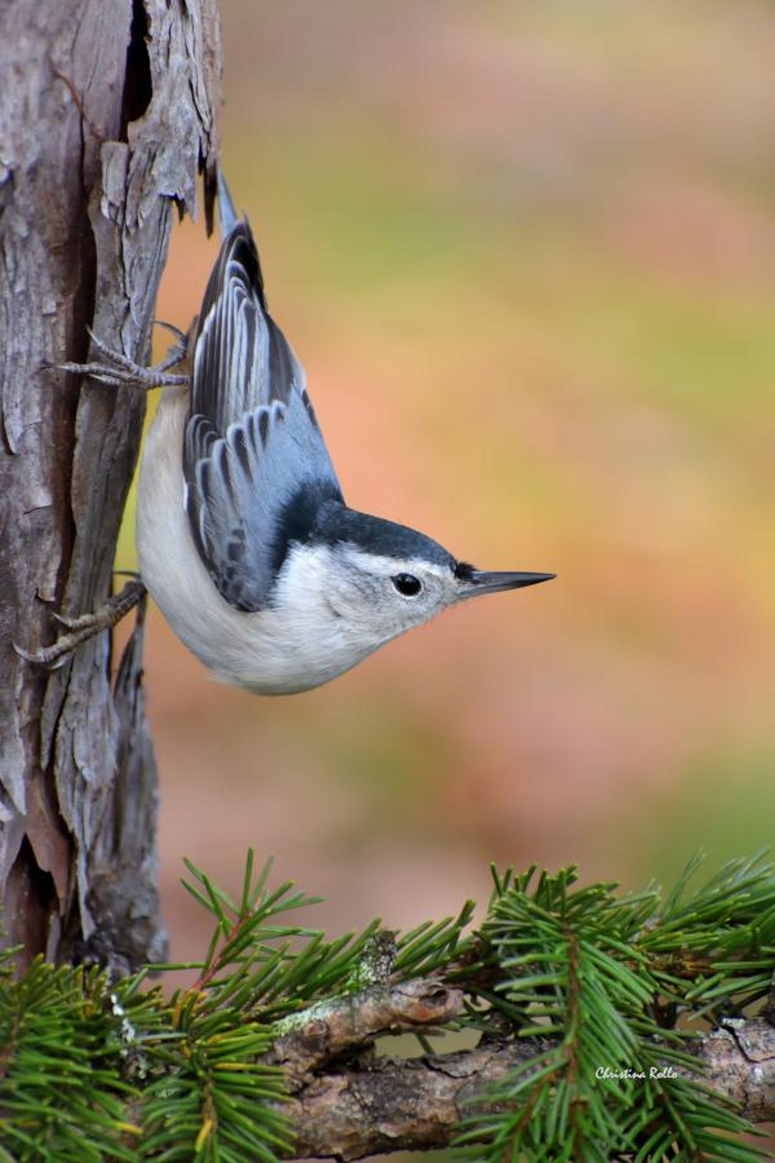 Autumn Nuthatch Bird Print: Nature Photo, Fine Art Photography ...