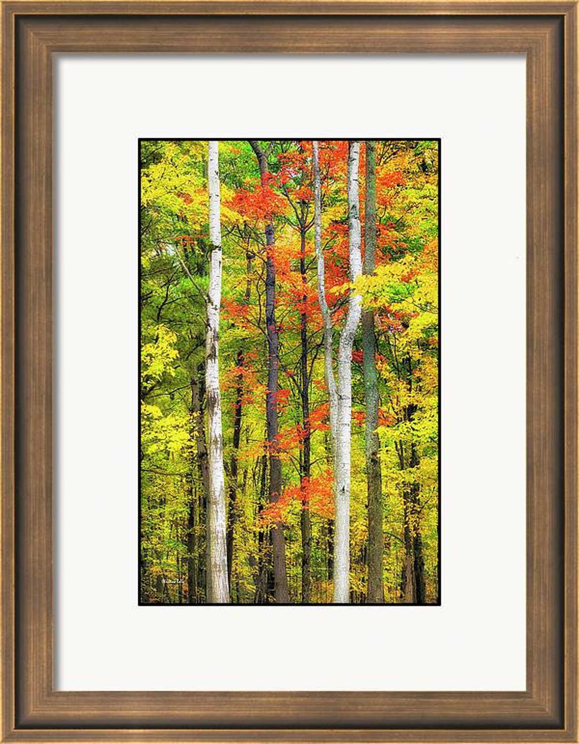 Fall Foliage Forest Trees Landscape Print Autumn Decor, Fine Art Nature ...