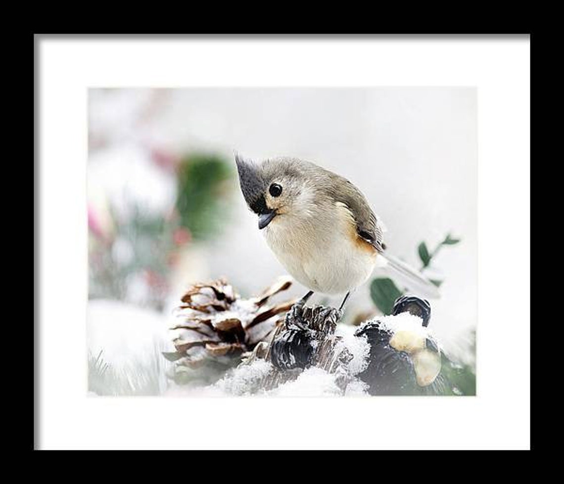 Titmouse Bird Photography Tufted Titmouse Bird in Snow Winter - Etsy