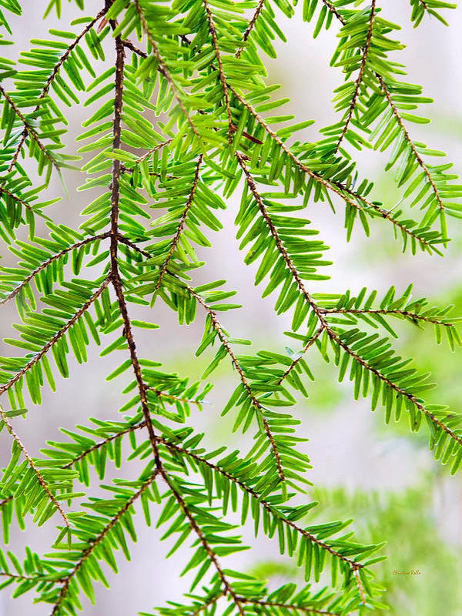 Evergreen Tree Nature Photography Print Green Wall Art - Etsy