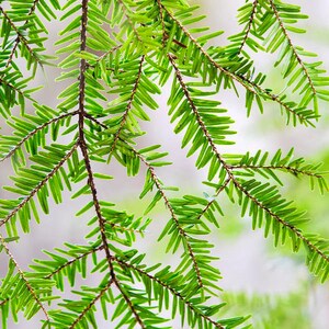 Evergreen Tree Nature Photography Print, Green Wall Art Abstract Tree ...