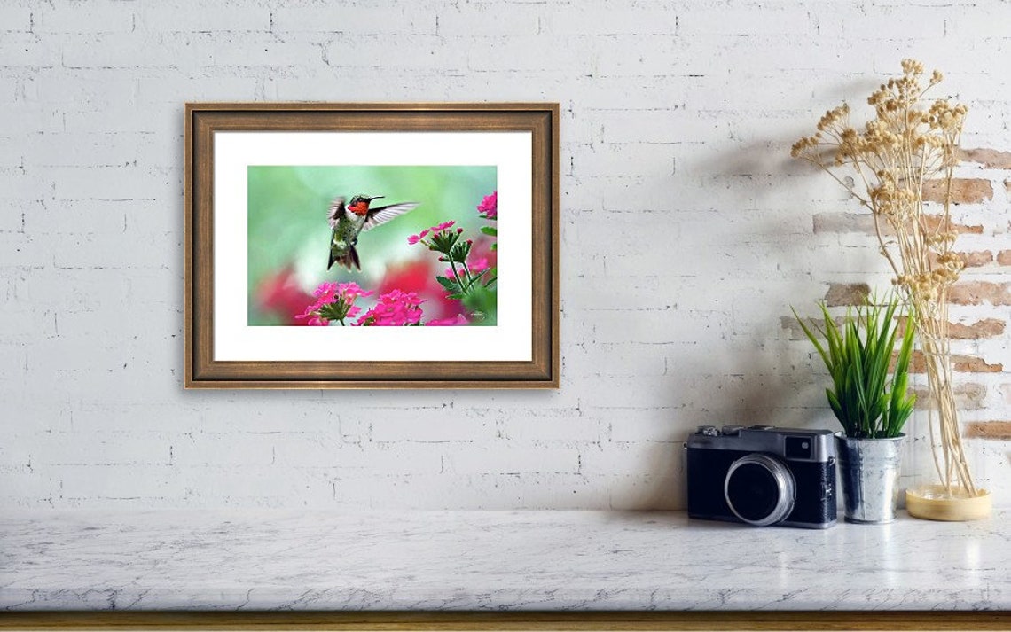 Hummingbird Art Print Fine Art Photography Prints Bird | Etsy