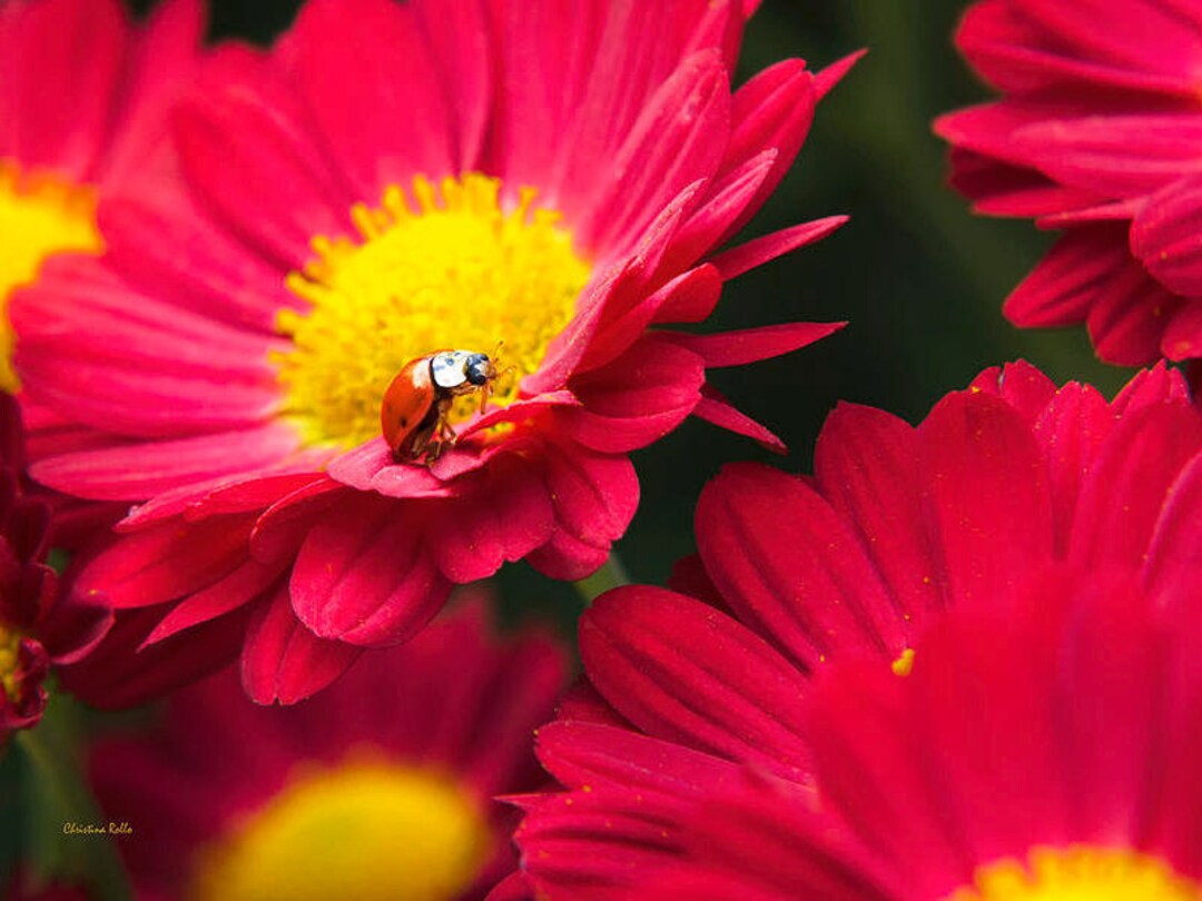 Ladybug on Flowers Photo Print: Colorful Nature Photography, Red Floral ...