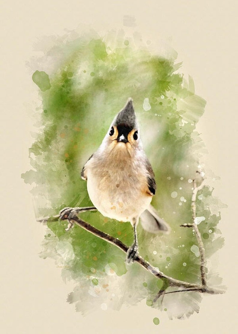 Watercolor Bird Print Tufted Titmouse: Fine Art Giclee, Vintage Style ...