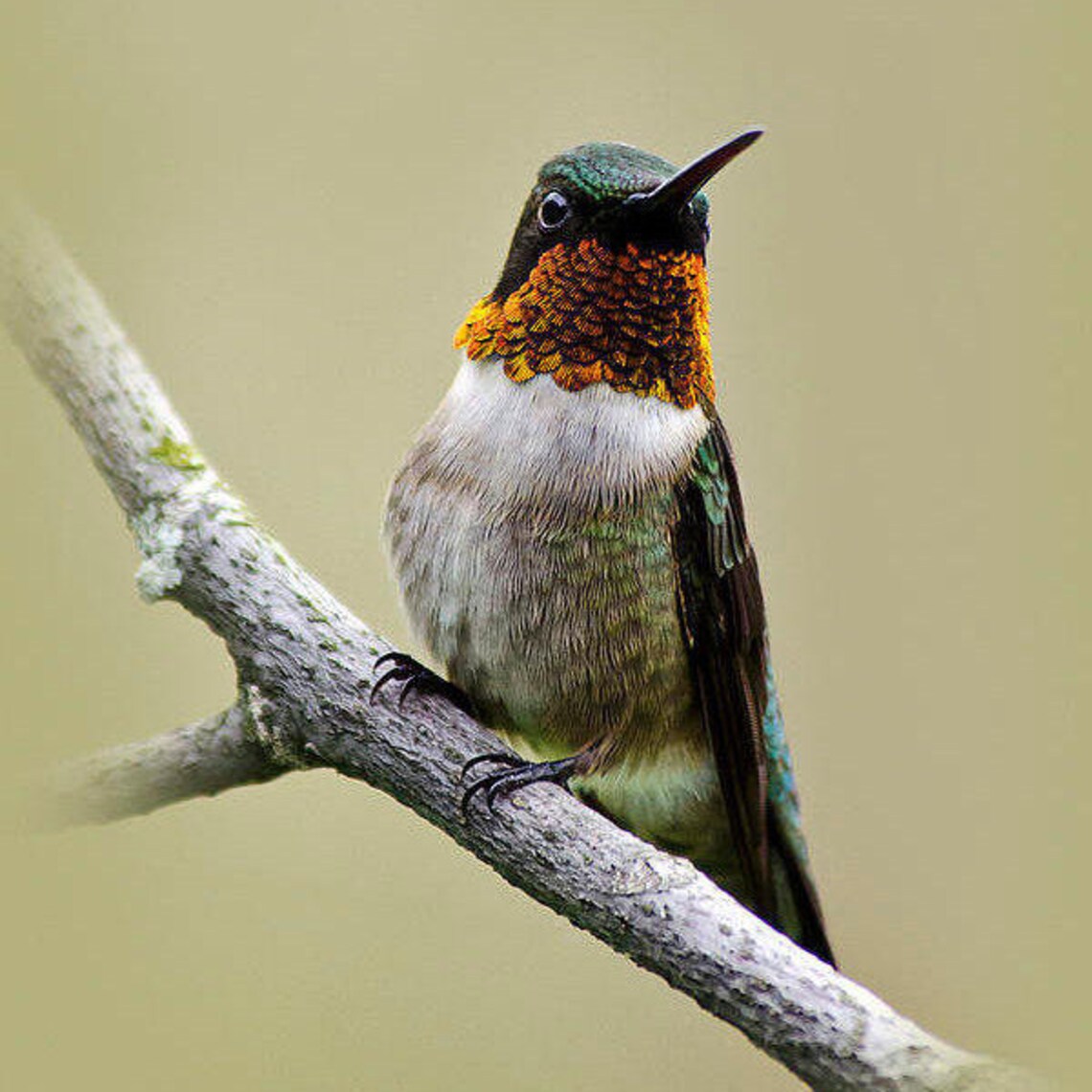 Hummingbird Portrait Bird Art Photography Print, Hummingbird Print ...