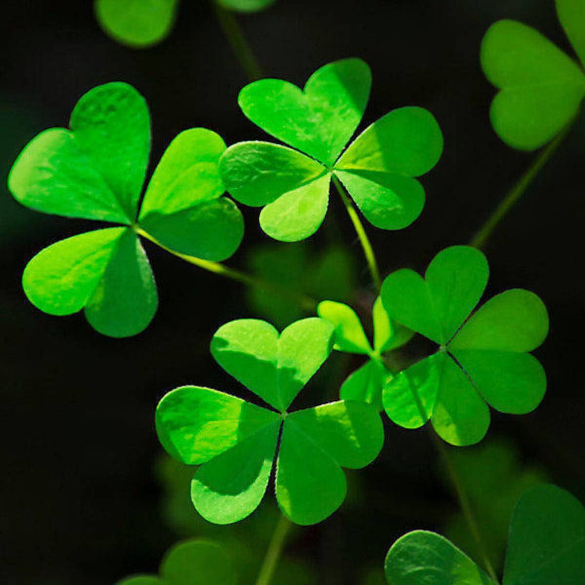 Clover Art Abstract Print Nature Photography Shamrock Clover Fine Art ...
