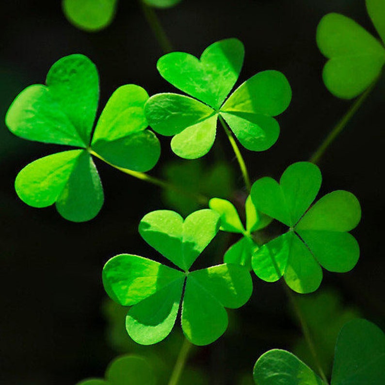 Clover Art Abstract Print Nature Photography Shamrock Clover Fine Art ...