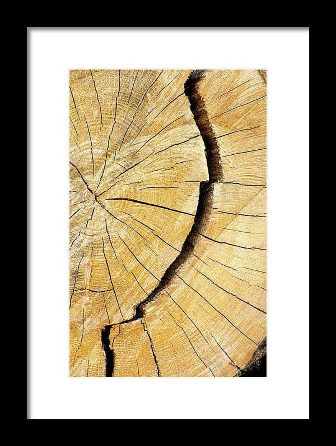 Tree Art Abstract Nature Photography Wood Grain Abstract - Etsy