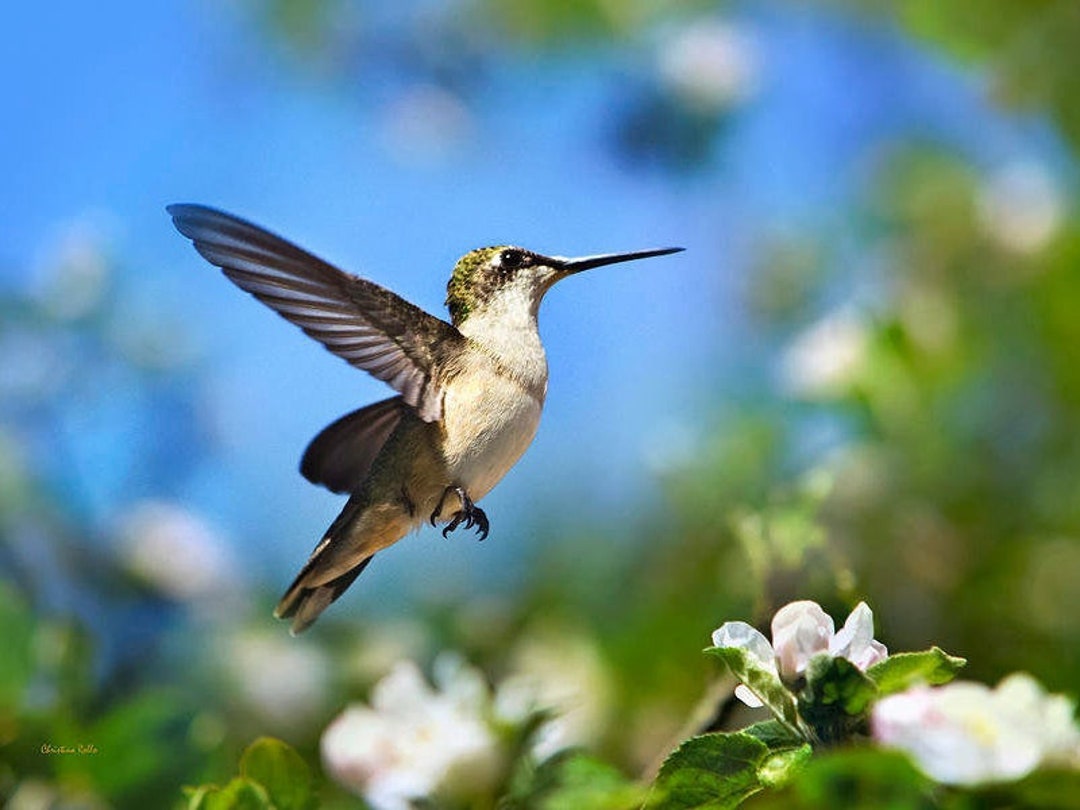 Hummingbird Hovering Among Flowers: Nature Photography Print, Summer ...