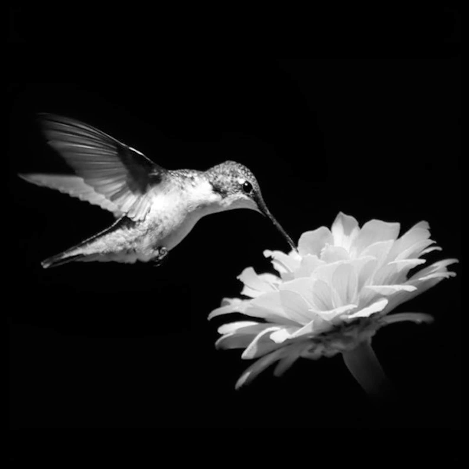 Regalo de colibrí Fotografía en blanco y negro, Arte de pared de ...