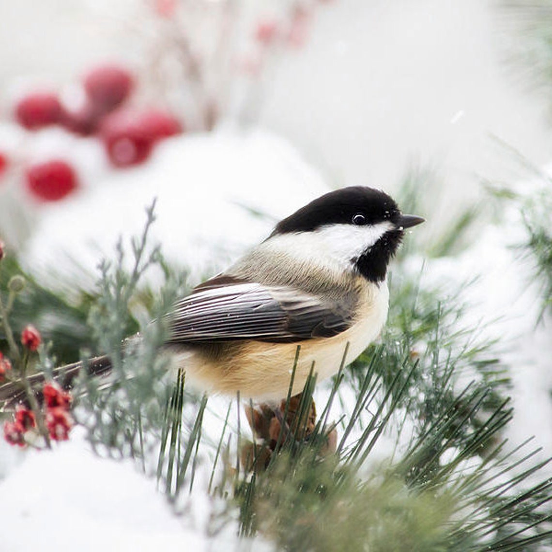 Snowy Chickadee Bird Print Chickadee Wall Art, Winter Bird Photos ...