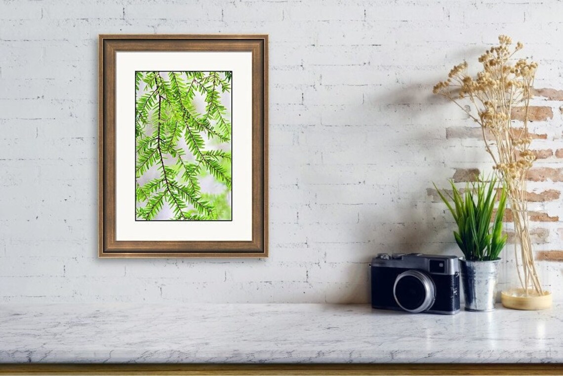 Evergreen Tree Nature Photography Print Green Wall Art - Etsy