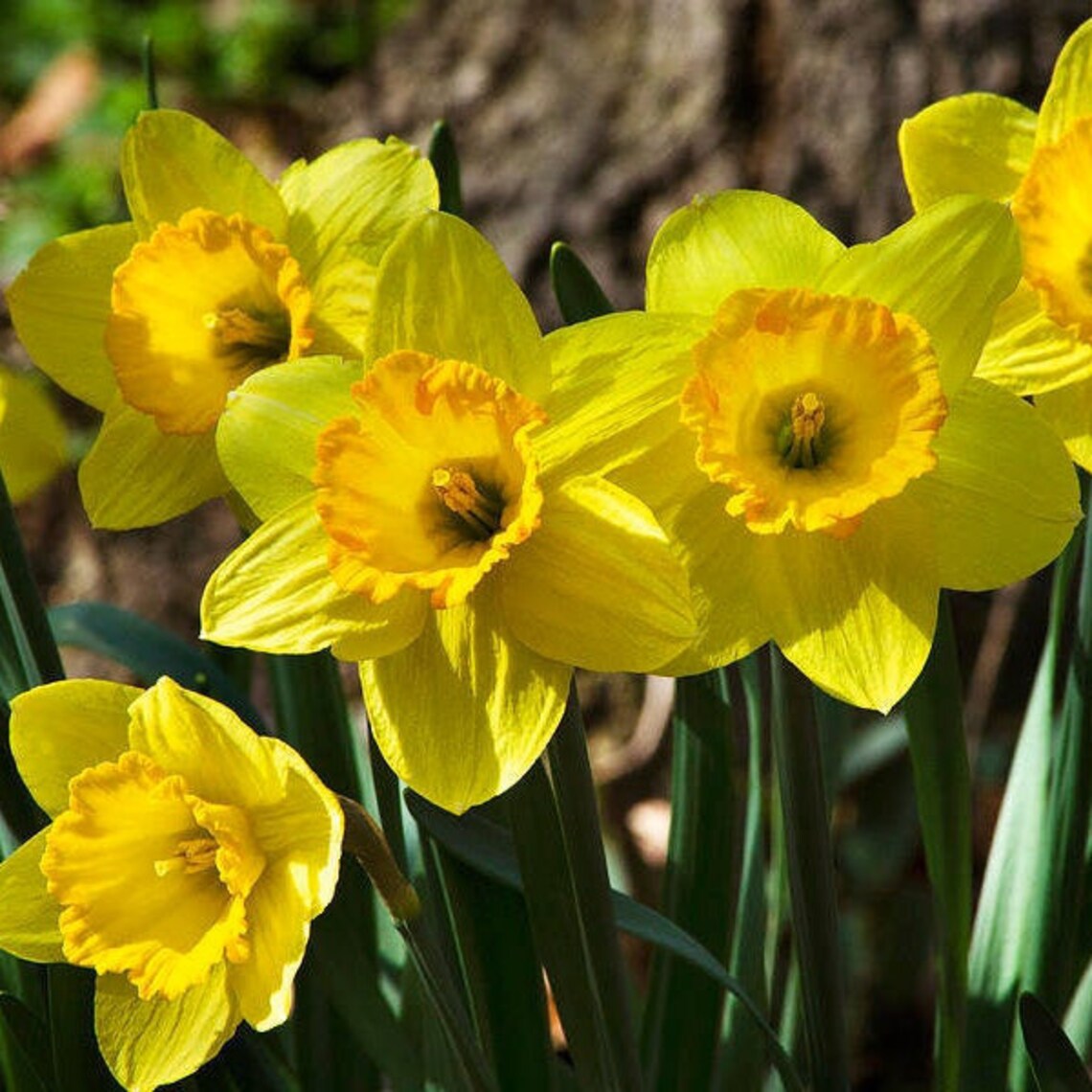 Daffodils Print Daffodil Flower Print Fine Art Photography, Photo ...