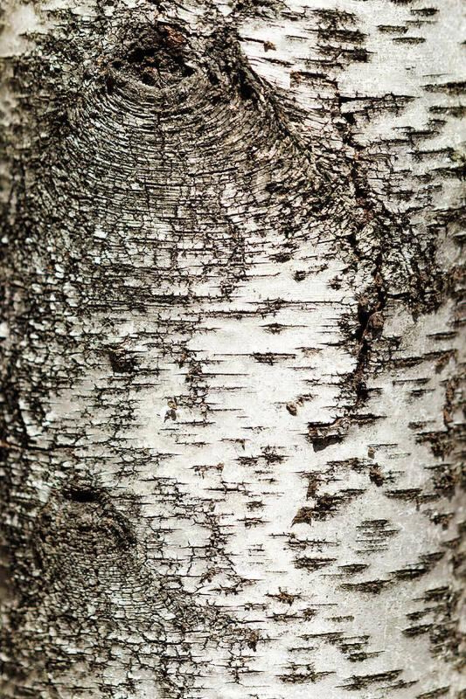Birch Tree Bark Print Abstract Photography, Fine Art Photography Print ...