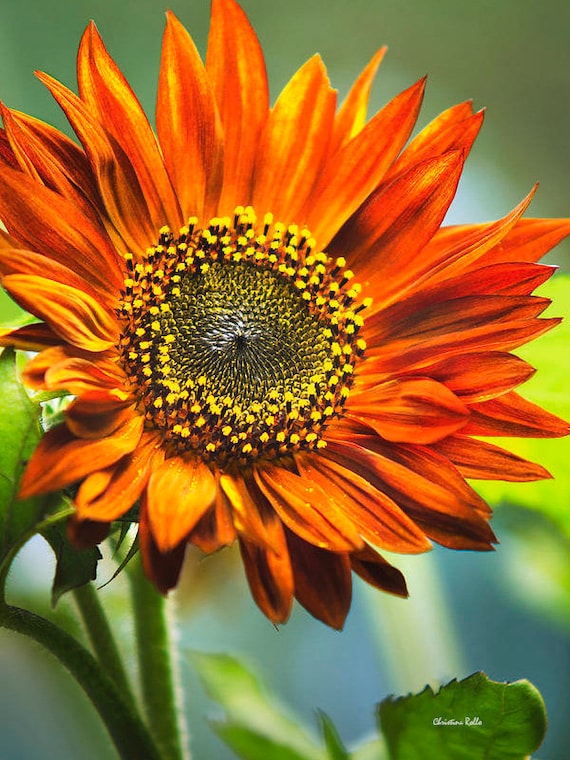 Orange Sunflower Image