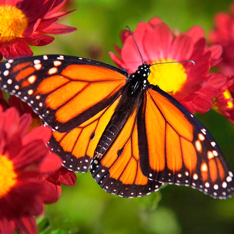 Monarch Butterfly on Colorful Flowers Photo Print: Nature Photography ...