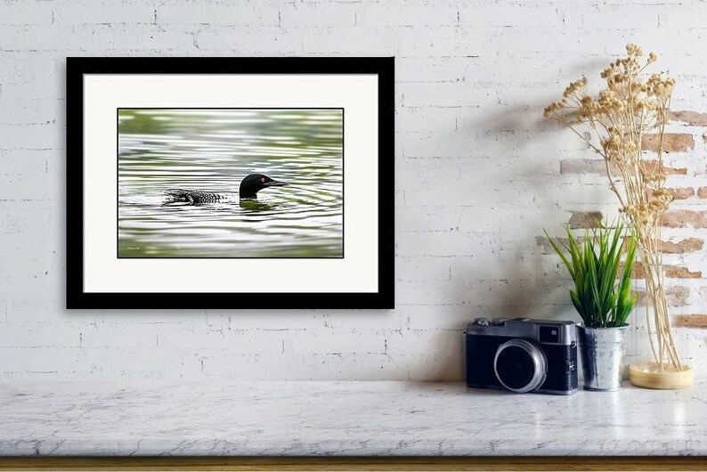 Loon Picture Photography Prints Bird Photography, Wildlife Print ...