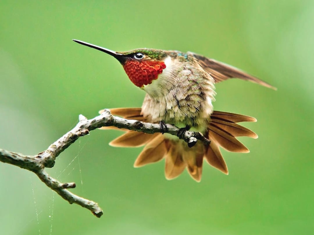 Ruby Throated Hummingbird Print: Wildlife Photography Bird Portrait ...