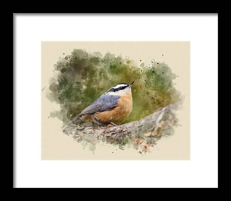Nuthatch Bird Watercolor Fine Art Giclee Print: Vintage Style Nature ...