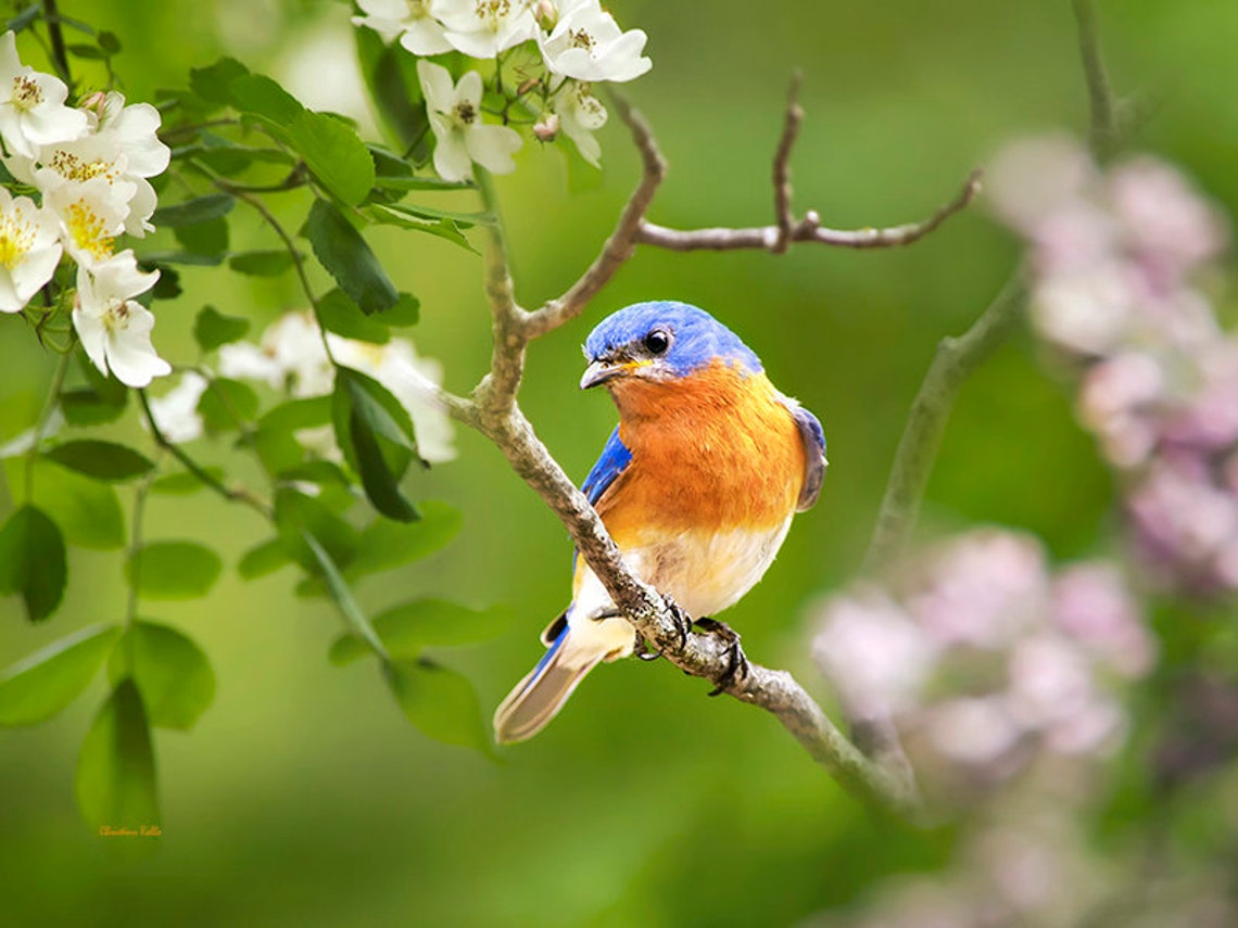 Eastern Bluebird Photo Spring Bluebird Print Wildlife Wall Art, Spring ...