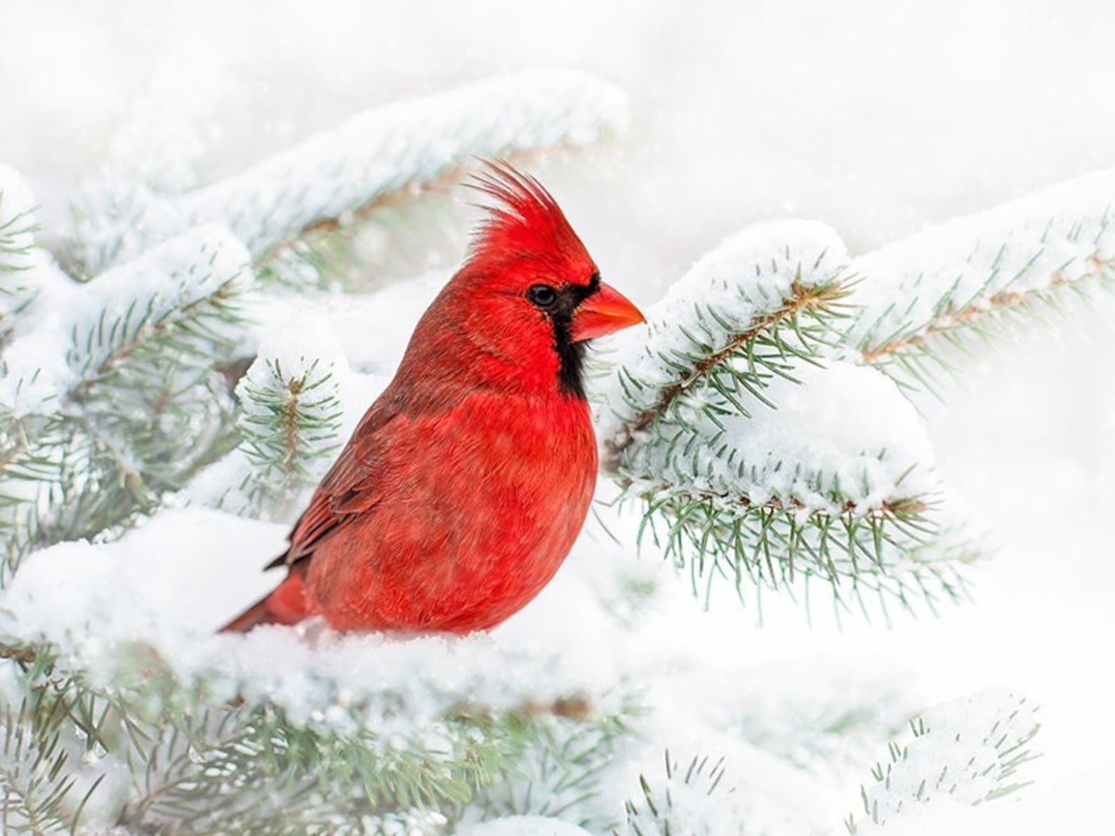 Winter Cardinal Northern Cardinal Bird Pictures, Fine Art Photography ...