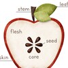 Apple Anatomy, Parts of an Apple Poster, Digital Print, INSTANT ...