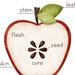Apple Anatomy, Parts of an Apple Poster, Digital Print, INSTANT ...