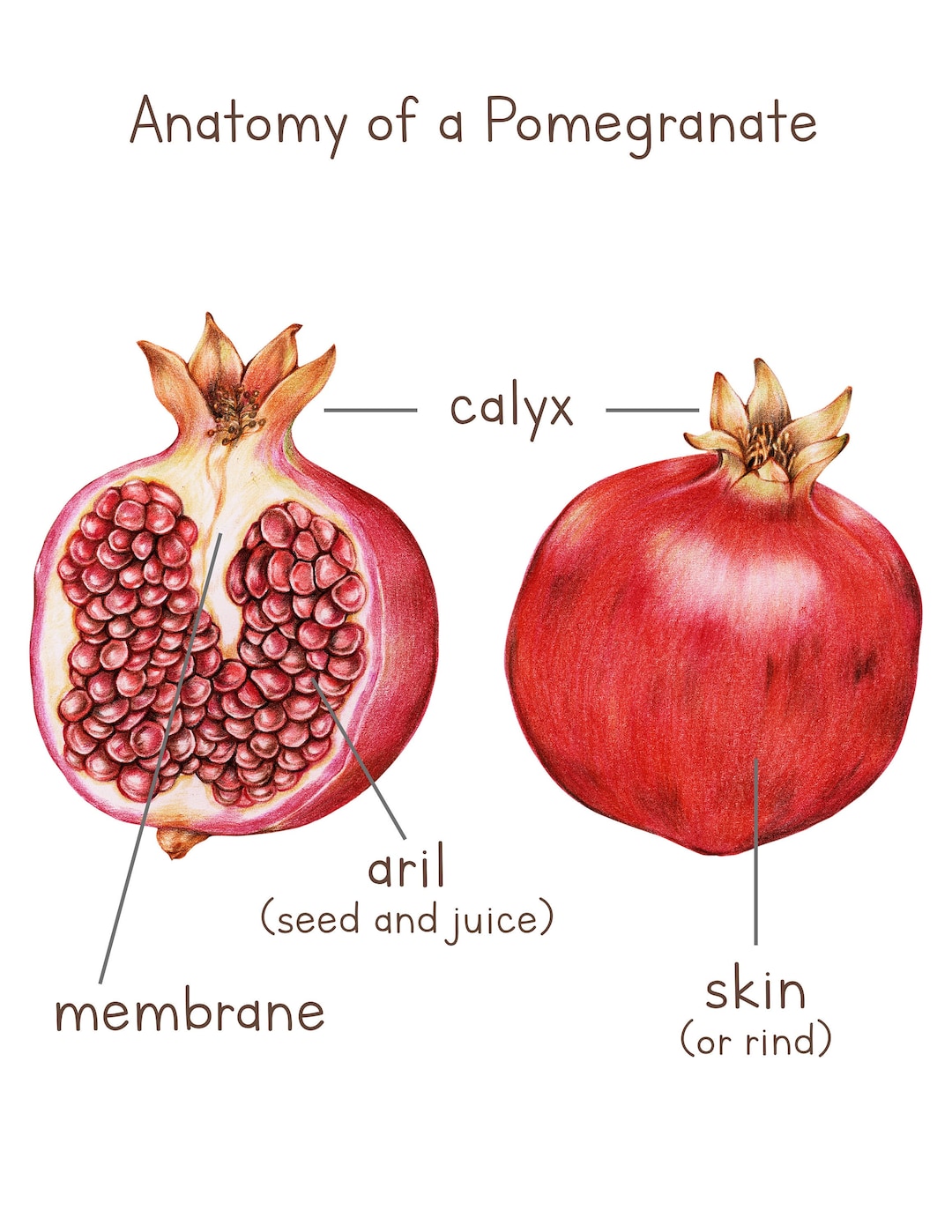 Pomegranate Anatomy, Parts of a Pomegranate | Educational Poster ...