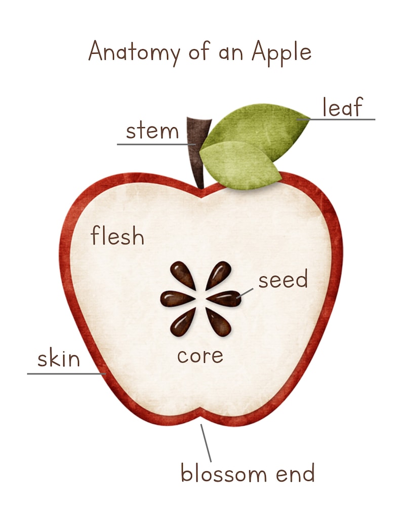 Apple Anatomy, Parts of an Apple Poster, Digital Print, INSTANT ...