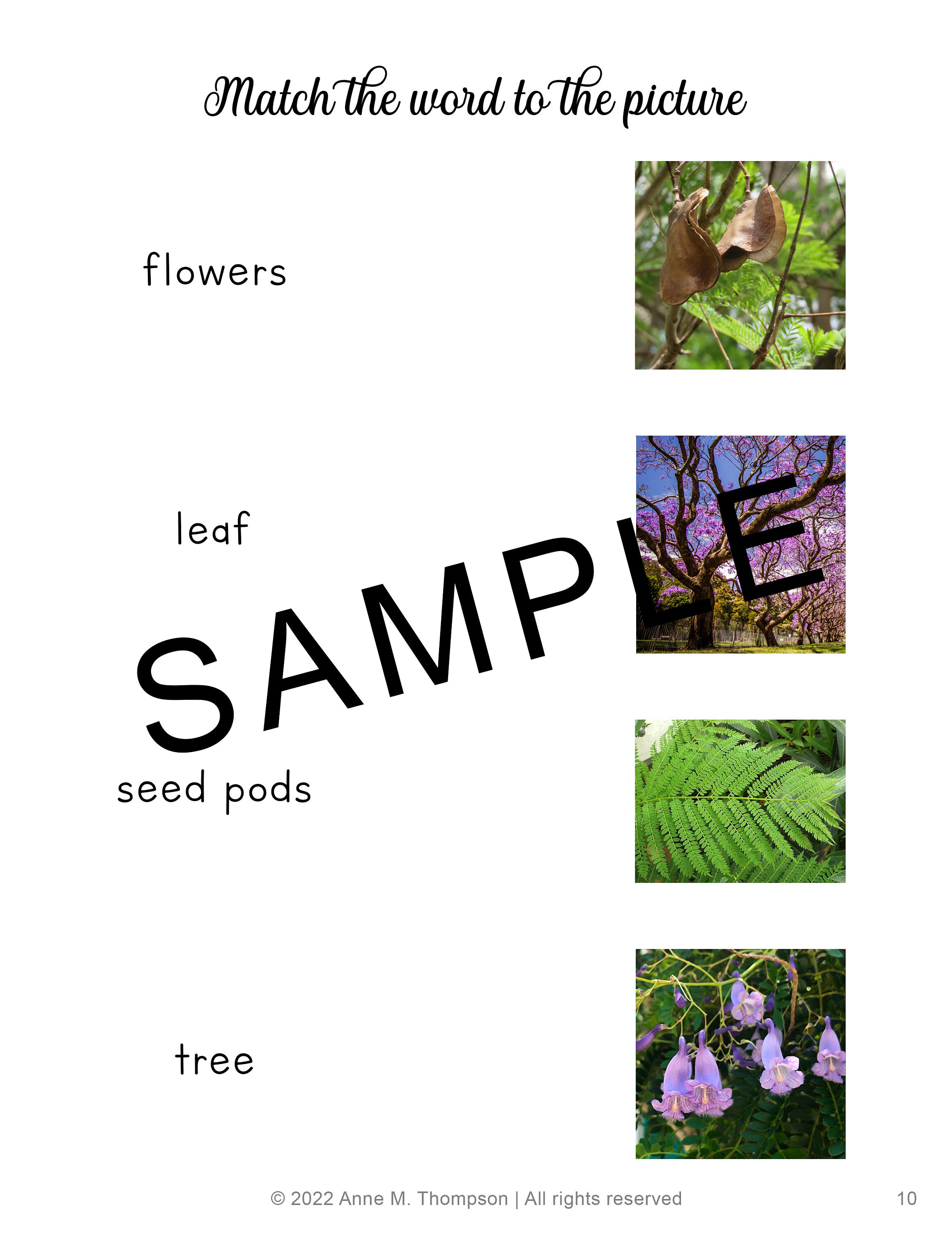 Jacaranda Tree Mini Unit Study Printable, Digital Download - Etsy