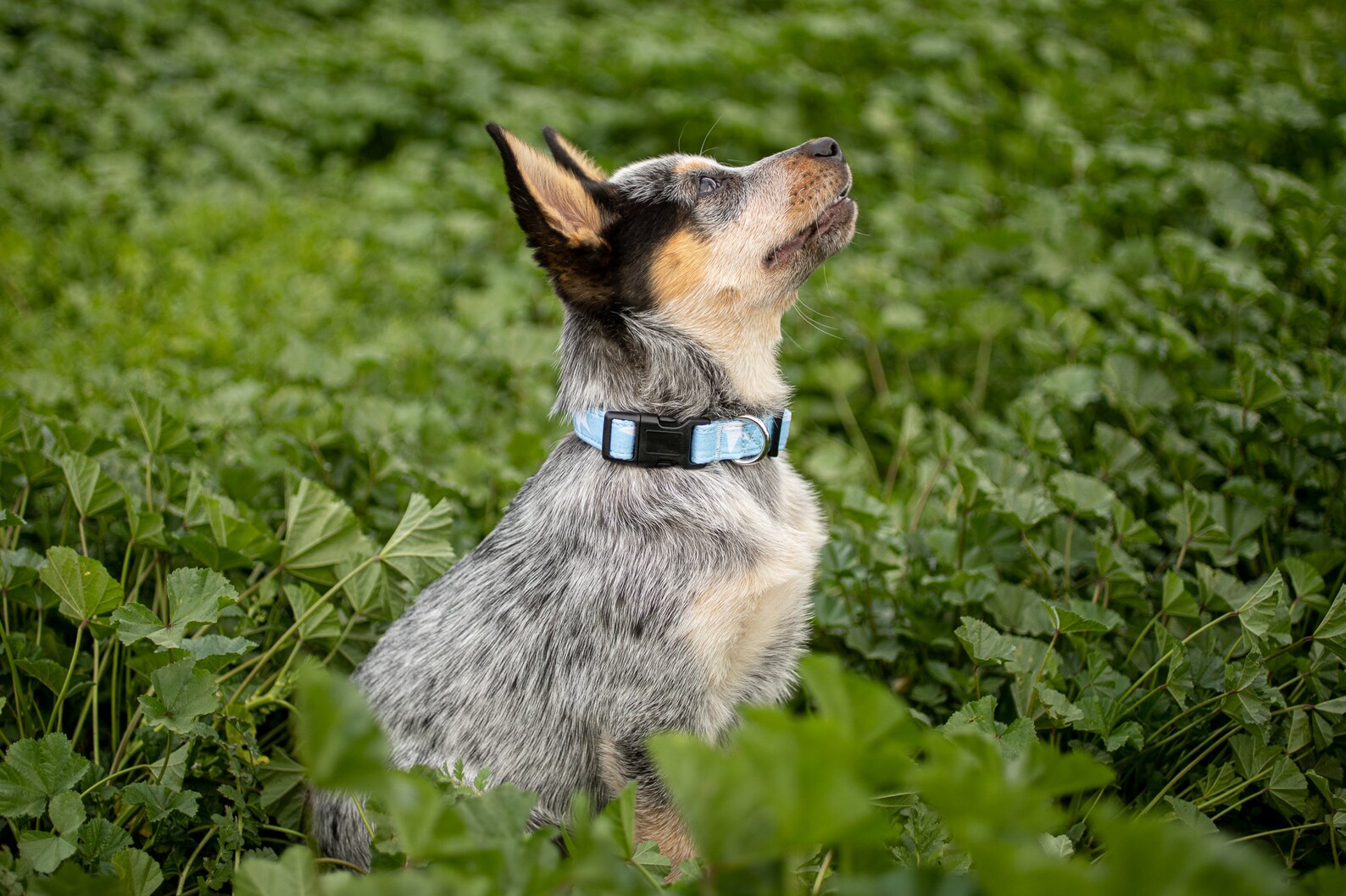 Star Collar for Dog Adjustable Dog collar collar for dog | Etsy