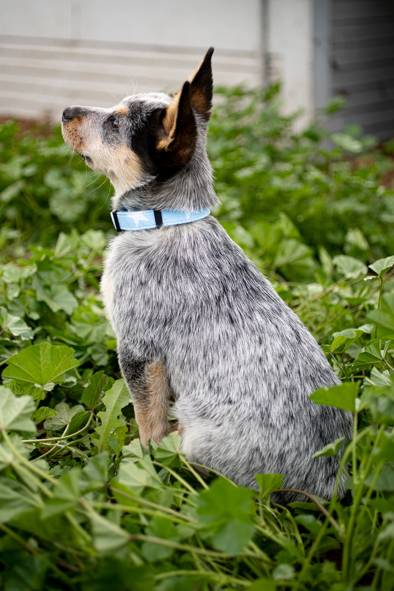 Star Collar for Dog Adjustable Dog collar collar for dog | Etsy