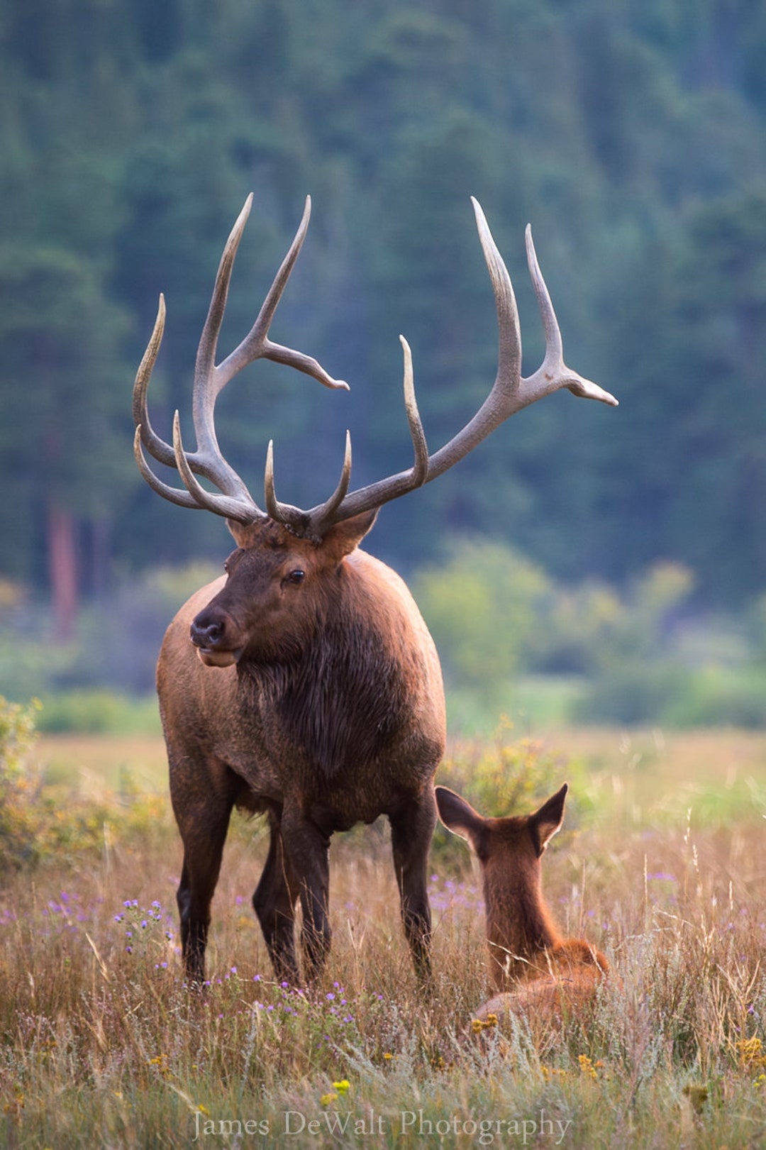 Liege and Lady-fine Art Photography-wildlife Photography-elk-majestic ...