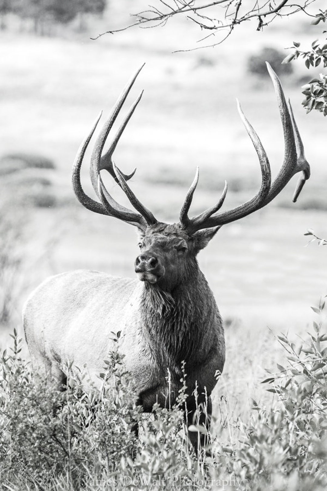 Portrait of a King-fine Art Photography-wildlife Photography-bull Elk ...